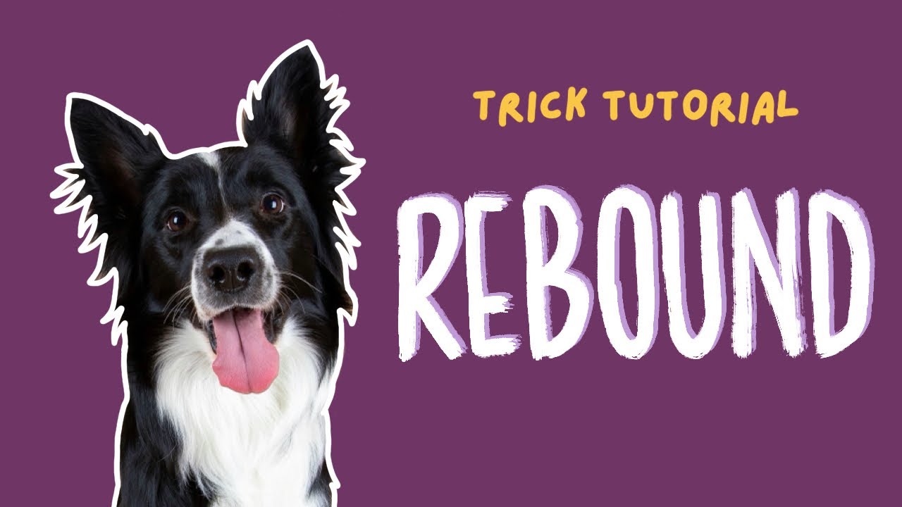 Rebound Tutorial for Dog Trick Training - YouTube