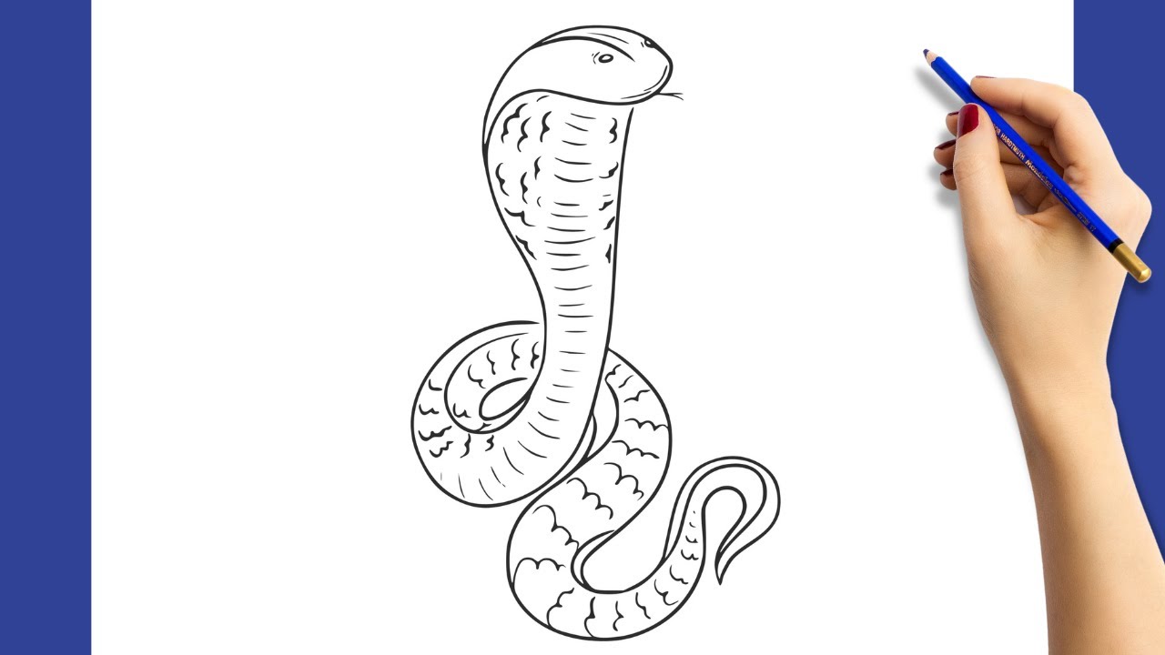 How to Draw a Cobra Easy | Drawing of a Cobra - YouTube