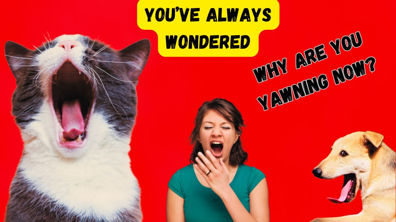 Answers to questions you've always wondered! - YouTube