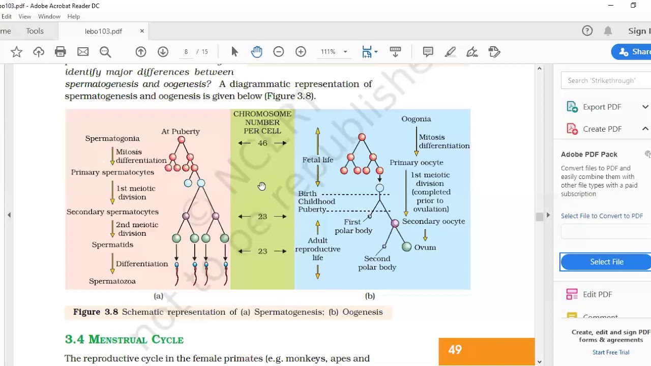 Gametogenesis , Class 12 , Biology - YouTube