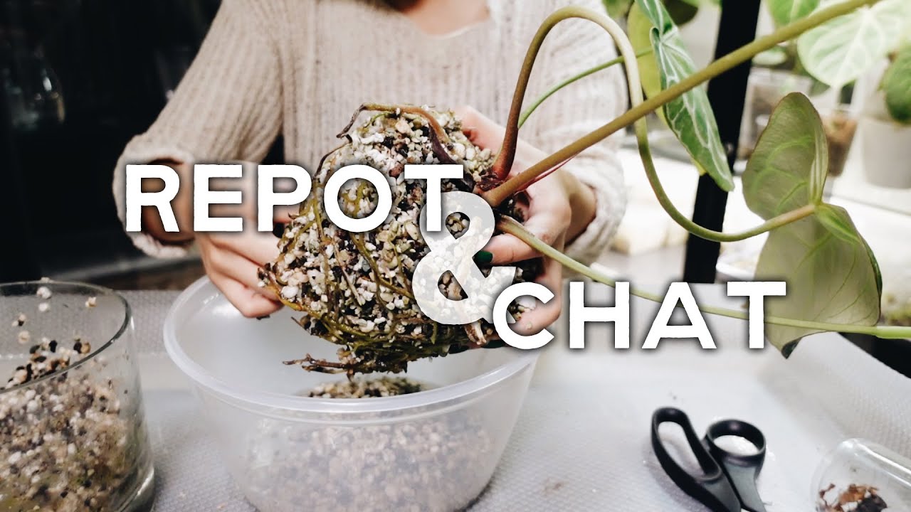 repot & chat #01 - rehabbing hoyas, current thoughts and experimenting with a passive hydro ...