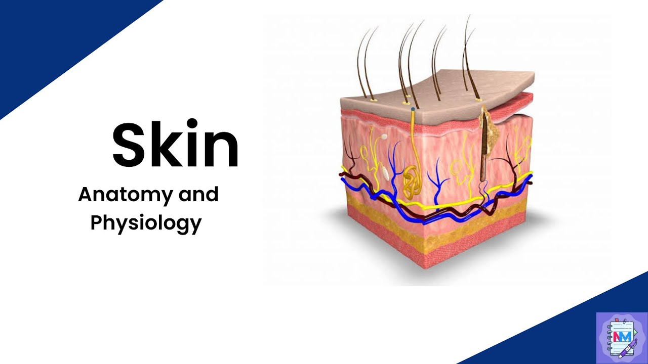 Skin || Anatomy and Physiology || GNM and Bsc students || #skin - YouTube