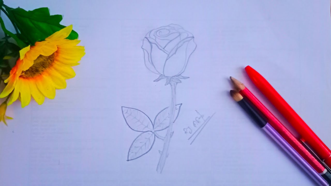 How to draw a rose 🌹 kivaba golap ful akano jai | গোলাপ ফুল কিভাবে সহজে ...