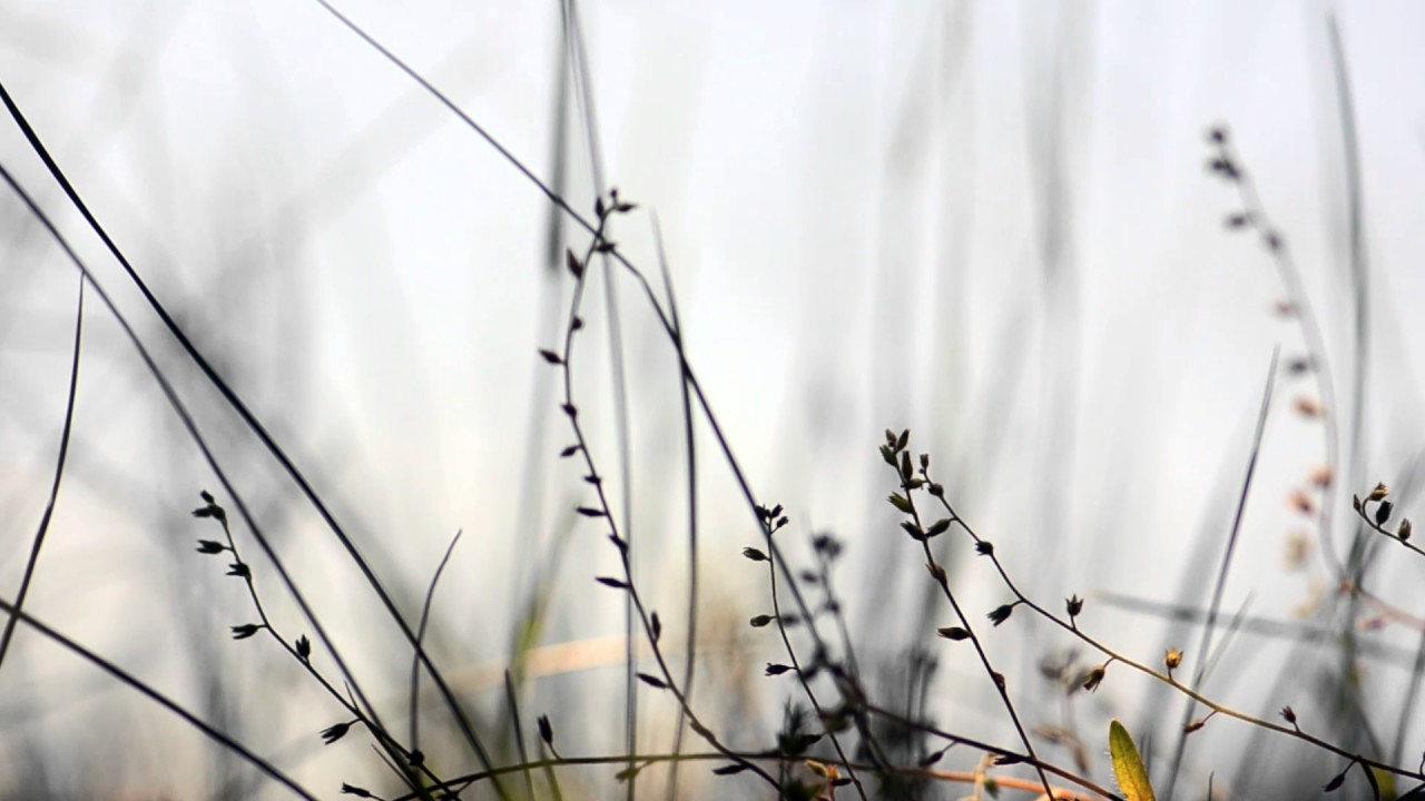 Creative Commons | Free to Use this Background Behind Your Any Video ...