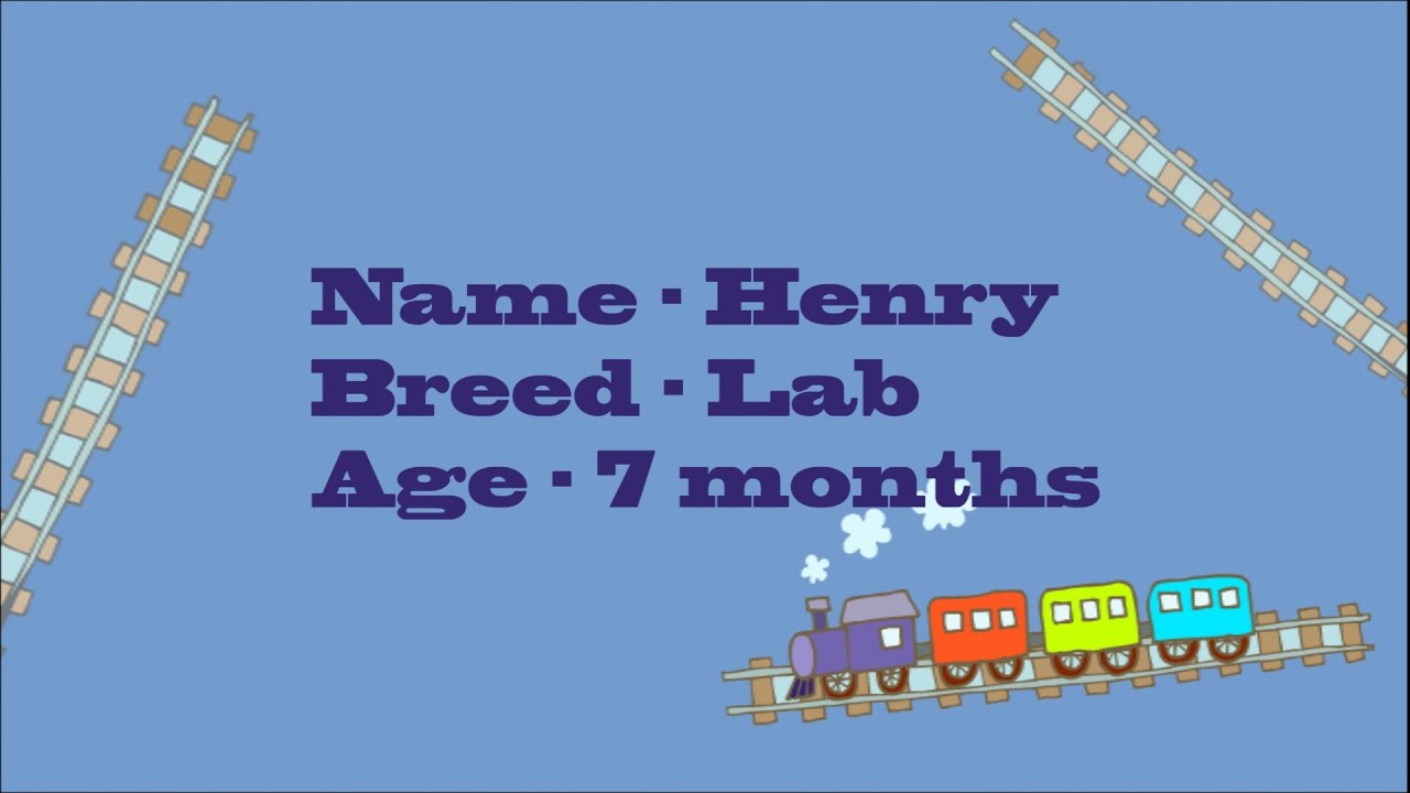Henry (Lab)- Off Leash k9 Training of Southern Utah - YouTube