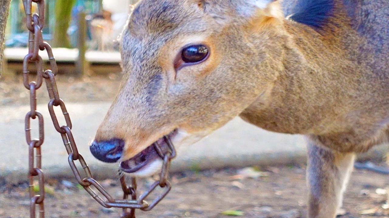 Nara’s Deer Chewing A Metal Chain - YouTube