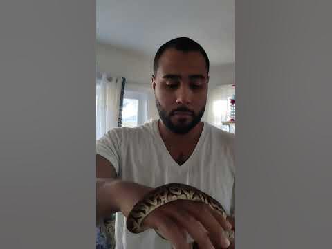 popping your ball python - YouTube