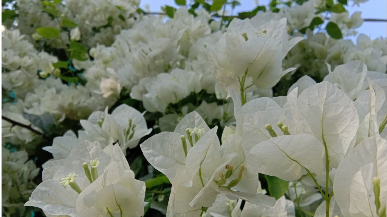 Kagaj flower plant (Bougainvillea plant) kagaj phool#13 - YouTube
