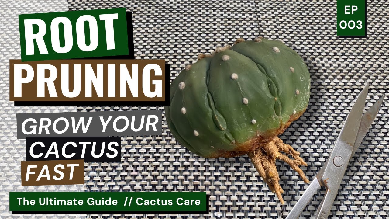 Crazy Cactus Hack: Secret to Growing Cactus Fast / Cactus Care Ep. 03 ...