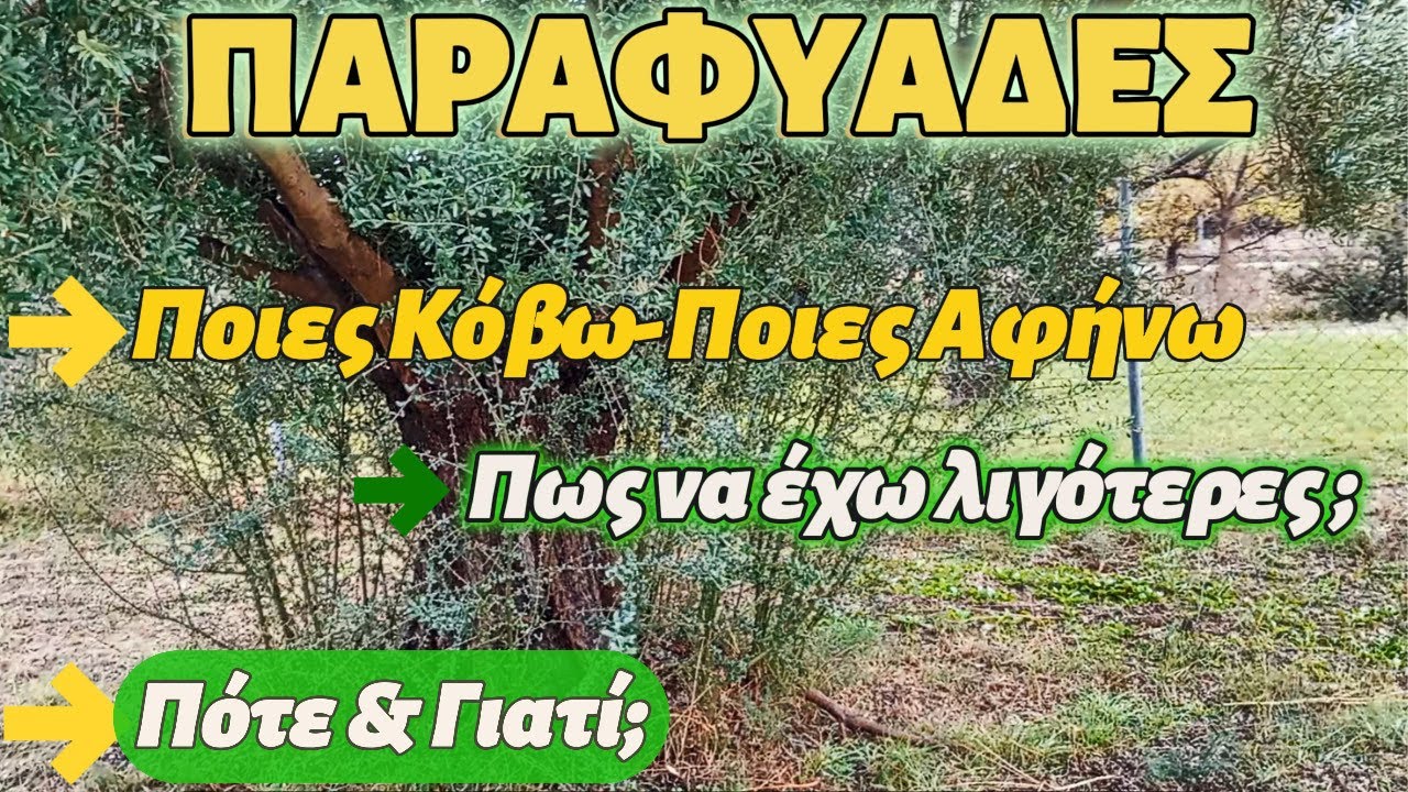 ΠΑΡΑΦΥΑΔΕΣ ΕΛΙΑΣ-ΔΙΑΧΕΙΡΙΣΗ-ΤΙ ΚΟΒΩ ΤΙ ΑΦΗΝΩ -ΠΟΤΕ ΚΑΙ ΓΙΑΤΙ-ΠΩΣ ΤΙΣ ...