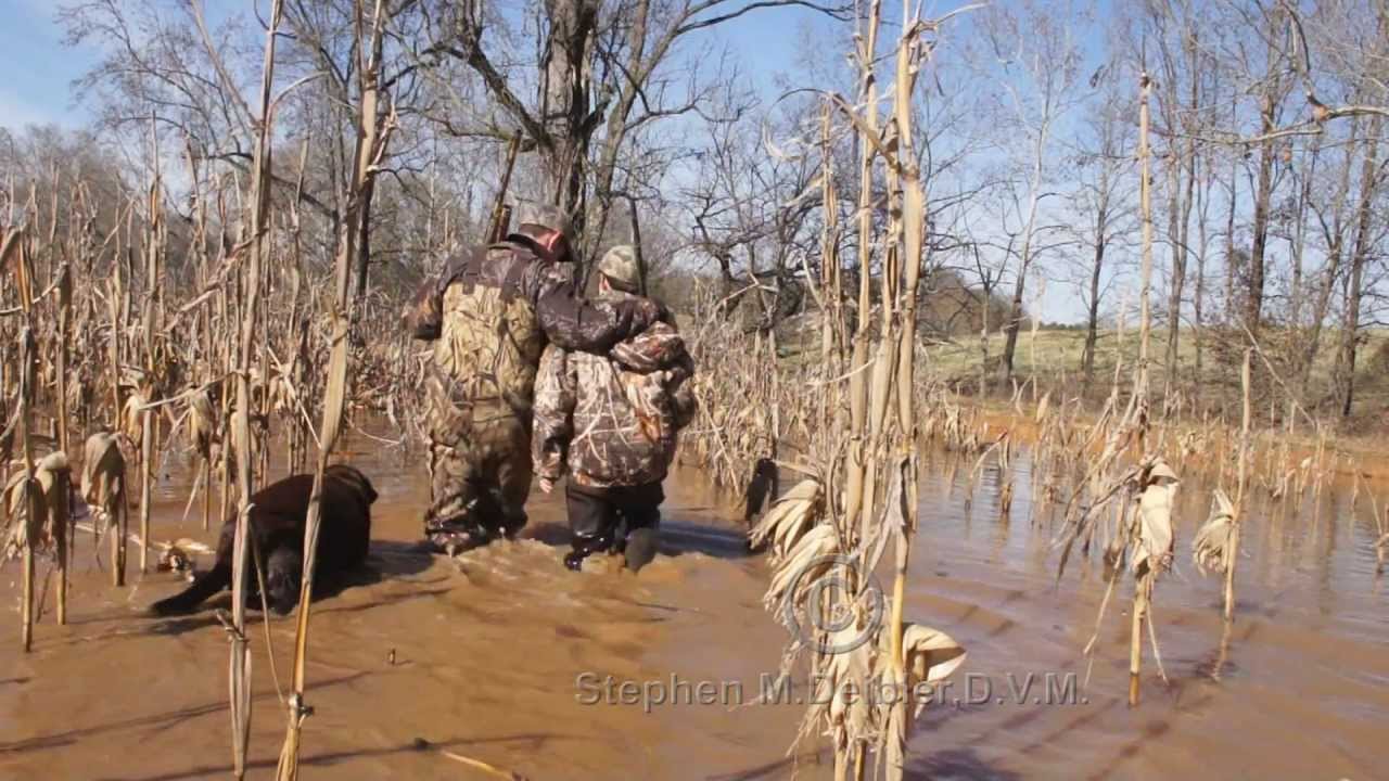 Duck Hunting new stuff - YouTube