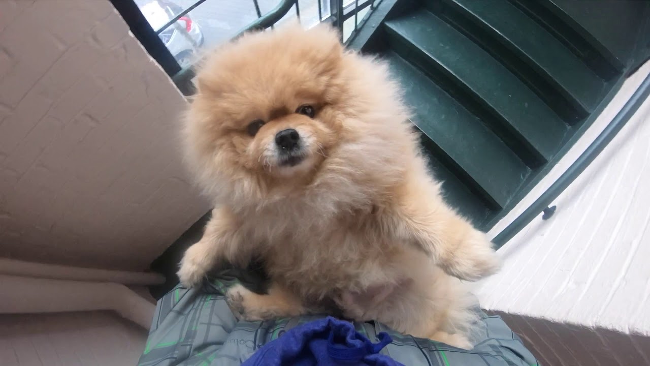 Fps Pomeranian Peeing Youtube