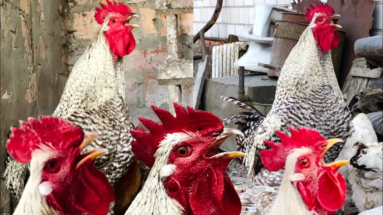 Roosters crowing compilation | Sounds of roosters - YouTube