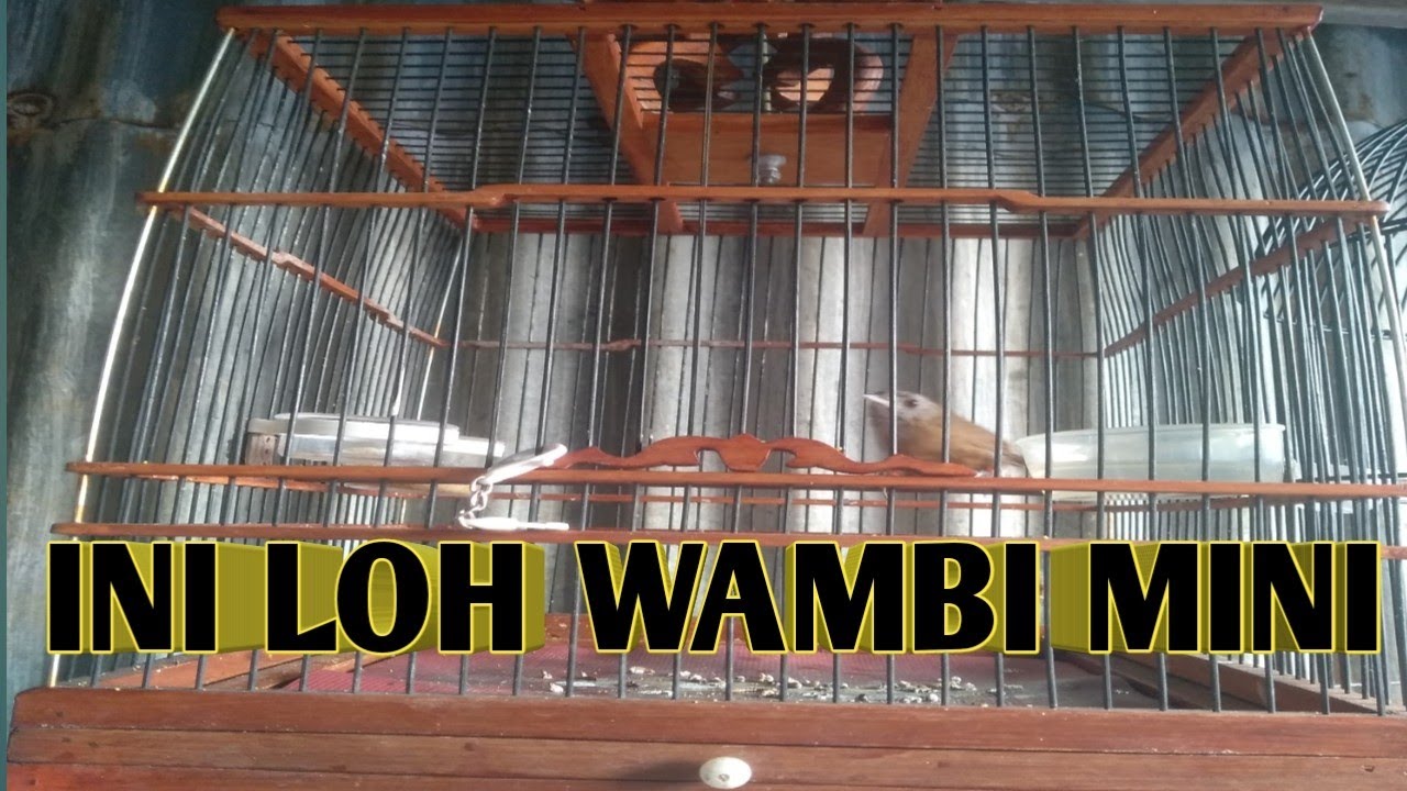 ini loh wambi mini - YouTube