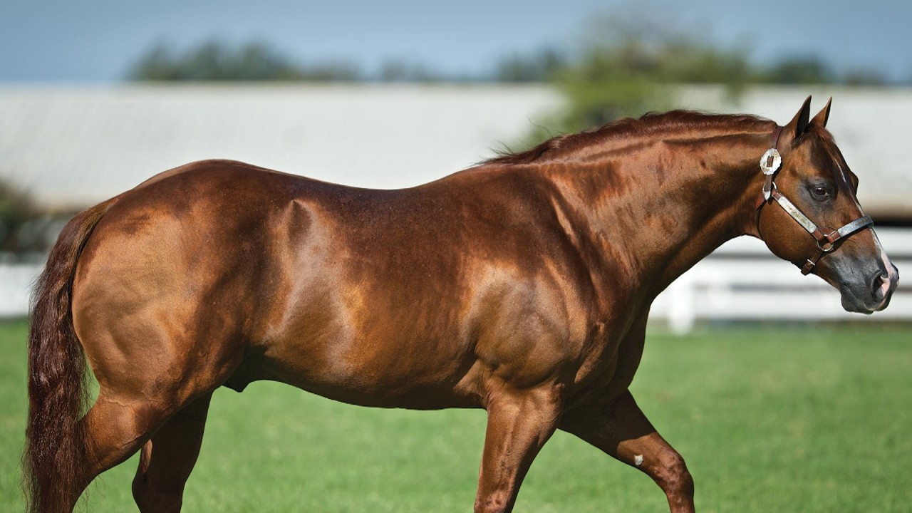 Conoce a Los 12 Caballos mas Ganadores en Reininig - YouTube