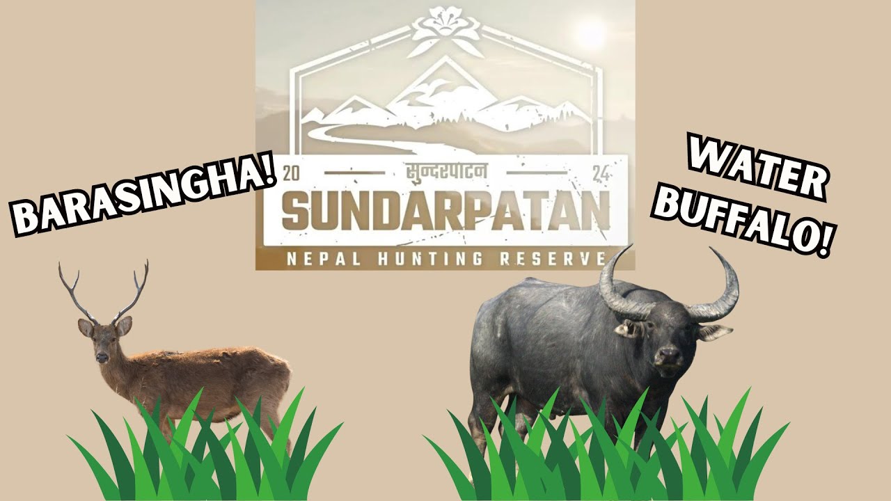Hunting Barasingha and Water Buffalo on Sundarpatan! - YouTube