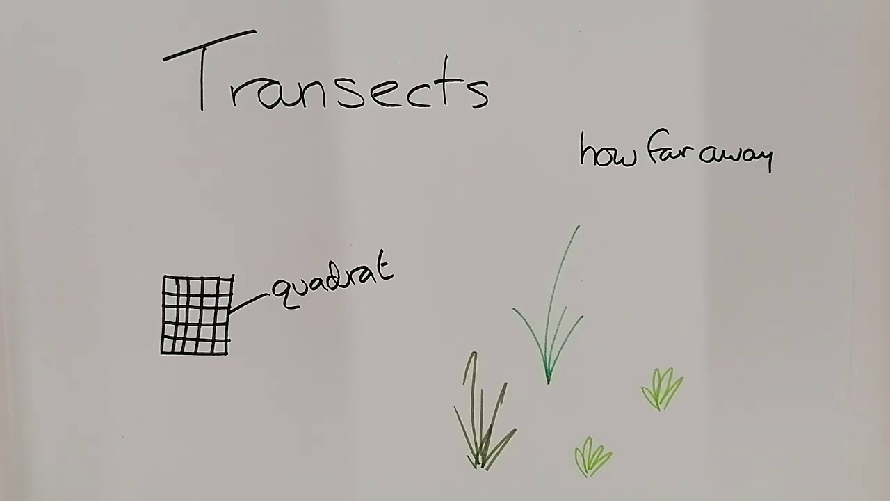 Transects basics - YouTube