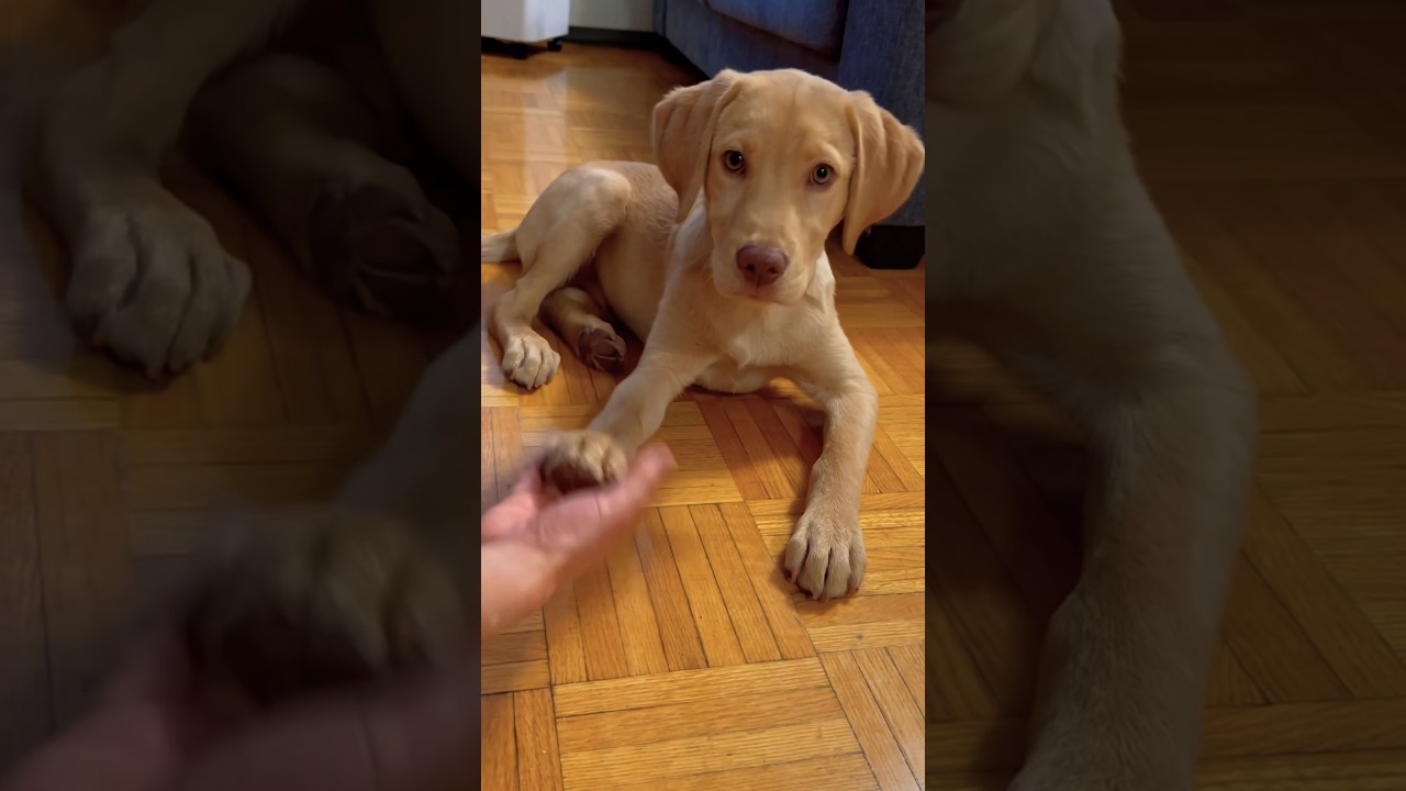 Puppy PawShake😁🐶 - YouTube