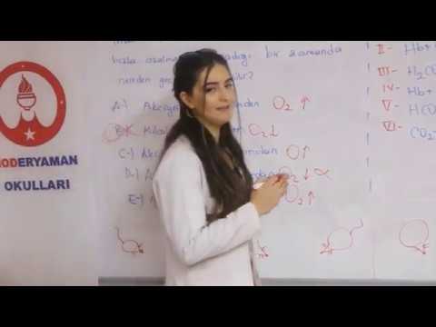 Biyoloji  - Solunum Sistemi Yeşim Hoca