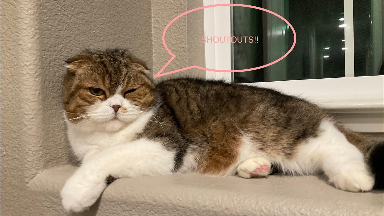 my cat gives you a shoutout! - YouTube