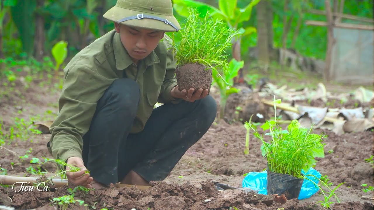 The disappearance of two dogs (Mora - Cola) Tiểu Ca - YouTube