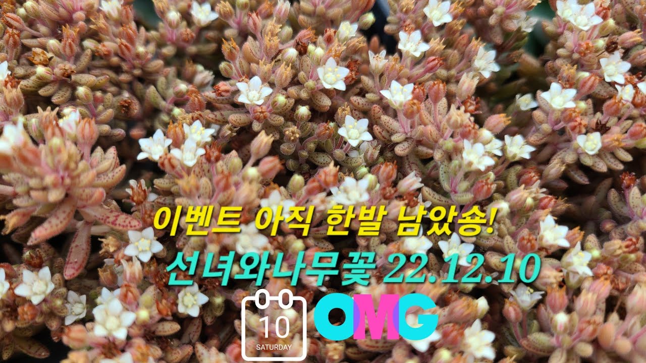 2022년 12월10일 세일 할인~국민다육 방문구매4개5000원선녀와나무꽃화분다육신상안내다육금화분택배다육택배
