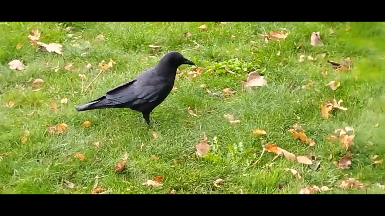 Canadian crow - YouTube