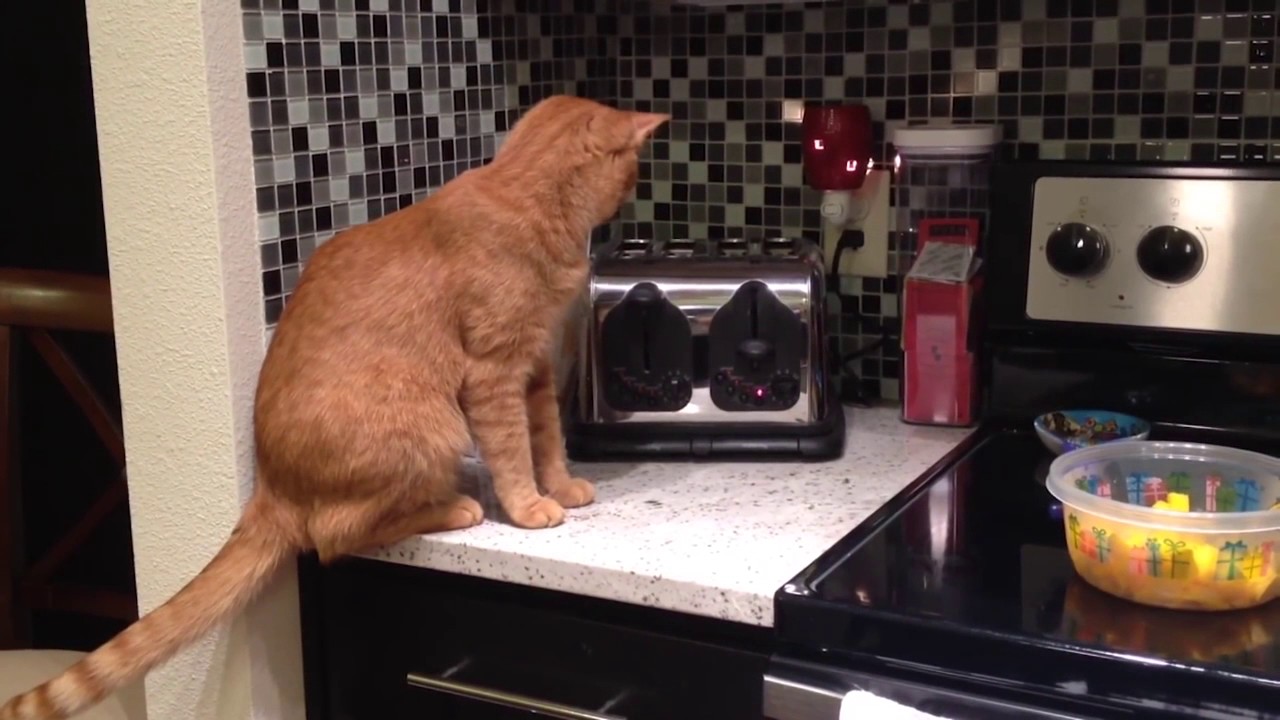 cat gets toasted - YouTube