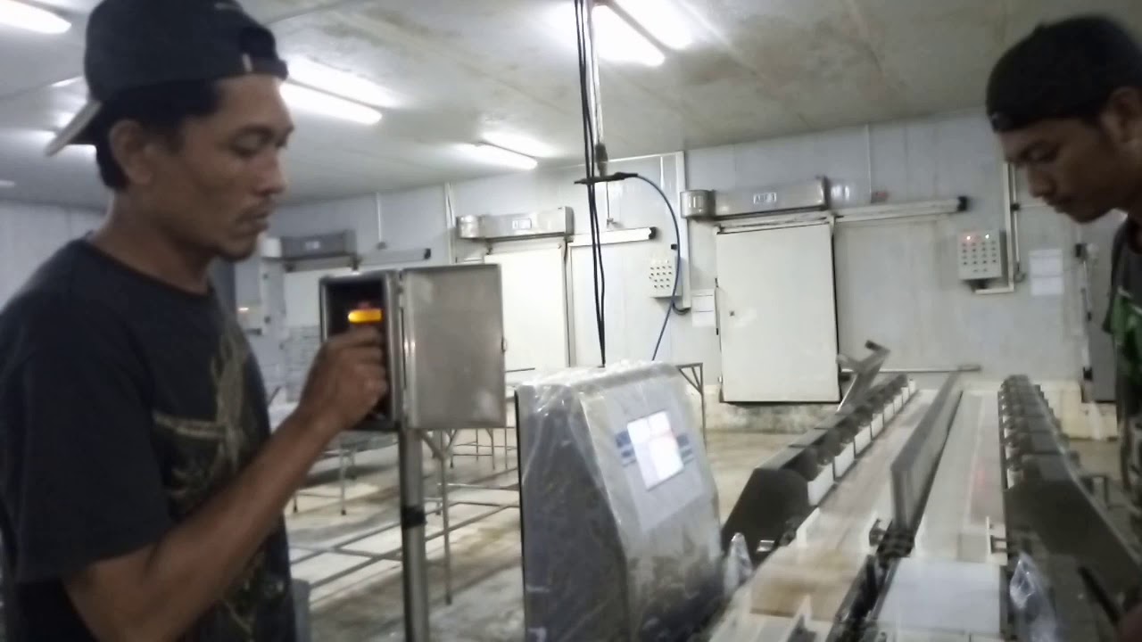 Mesin sortir ikan - YouTube