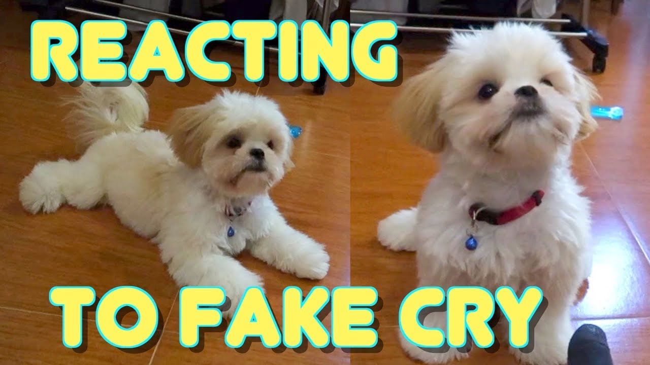 Cute Puppy's Reaction to Me Crying Part 2 - YouTube