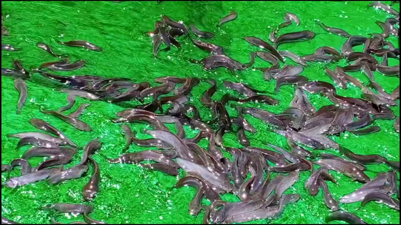 How To feeding catfish Harvest So Quickly YouTube how-to-feeding-catfish-harvest-so-quickly-youtube
