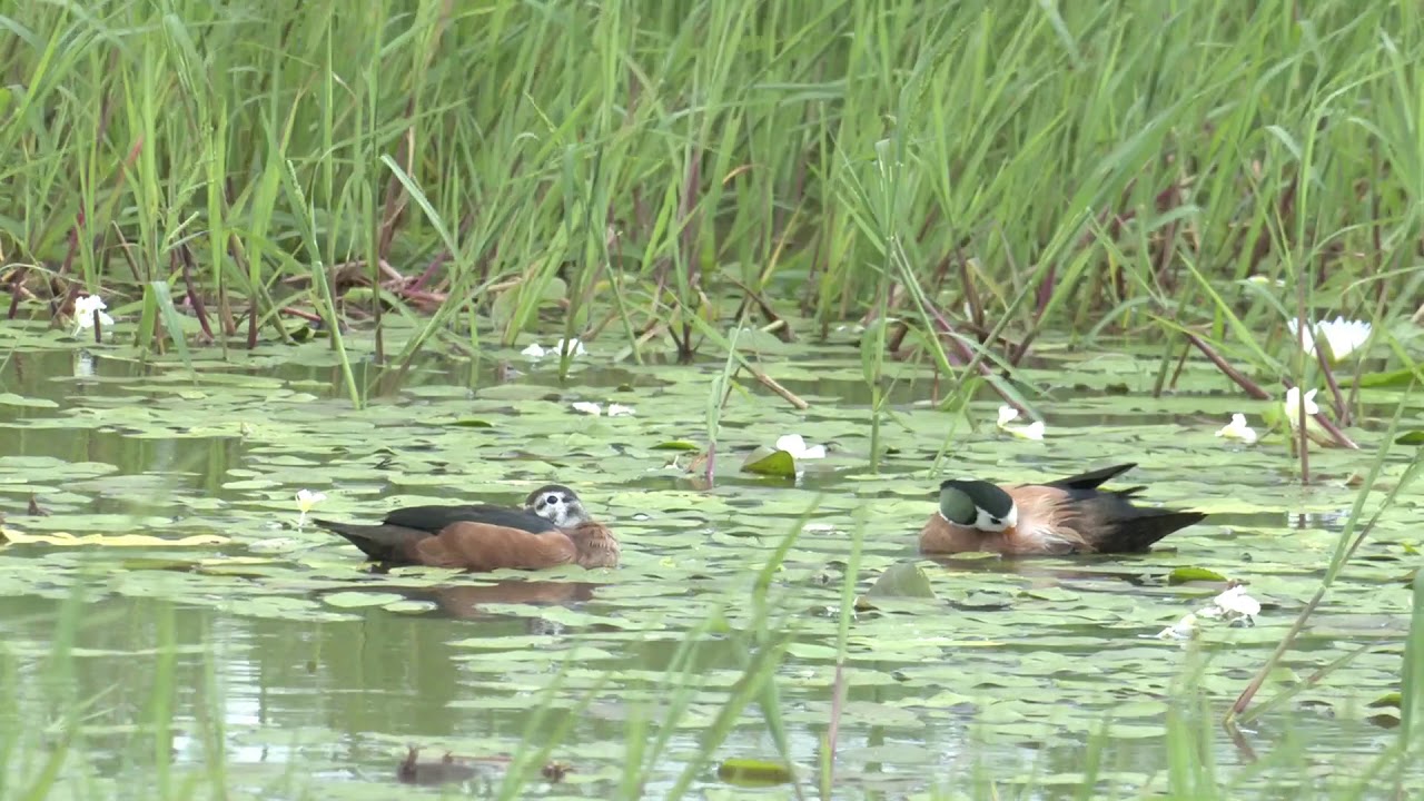 A pair of gorgeous, rare African Pygmy Geese swimming, feeding, dozing ...