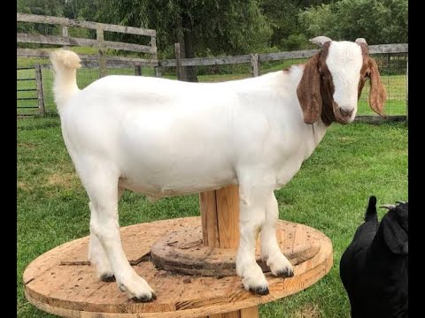South African Boer Male Kid (Age: 4 months) Himachal BILASPUR - YouTube