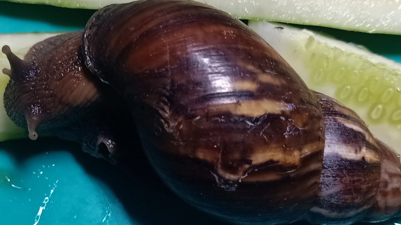 Pinapakain ko Ang mga snail - YouTube
