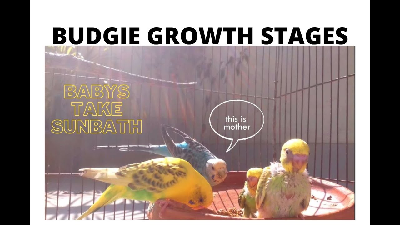 BUDGIE GROWTH STAGES | First 44 Days of Babies Time lapse | #budgie ...