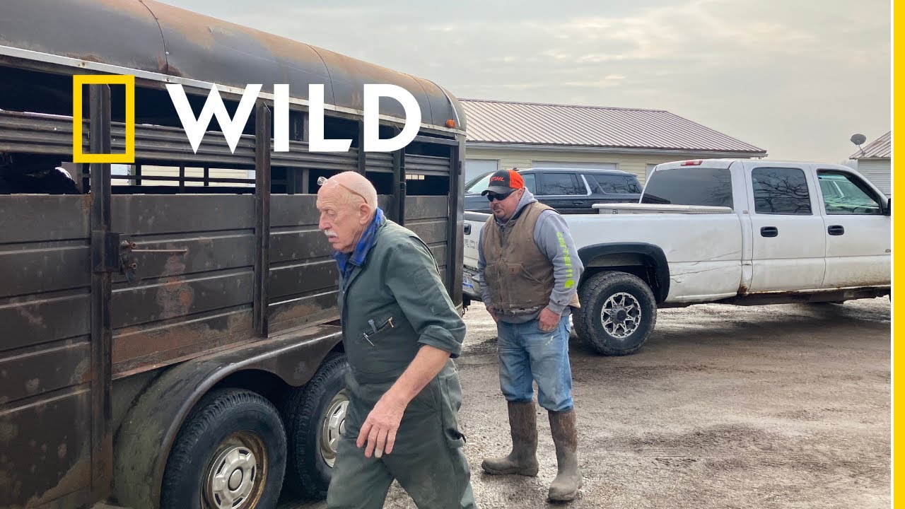 Doctor Pol | Sezon nou | National Geographic WILD - YouTube