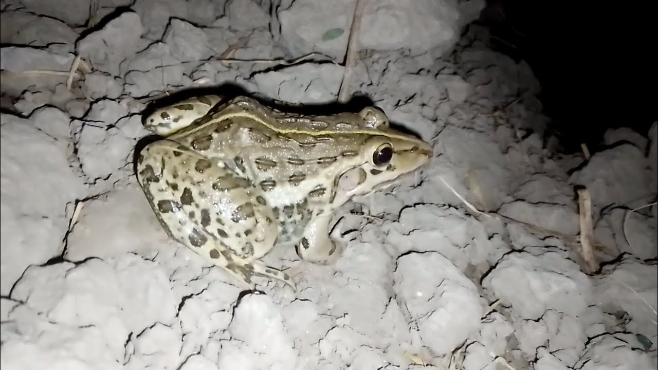 I'm Capture a Big Frog Bullfrog Rainbow frog frog sound - YouTube