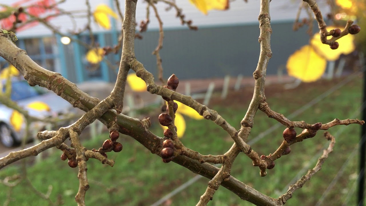 English elm - twigs & buds - November 2018 - YouTube