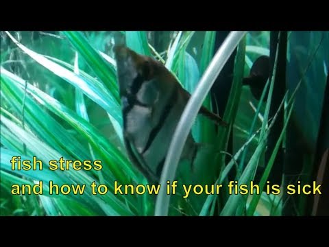 How To Recognize Stress In A Fish