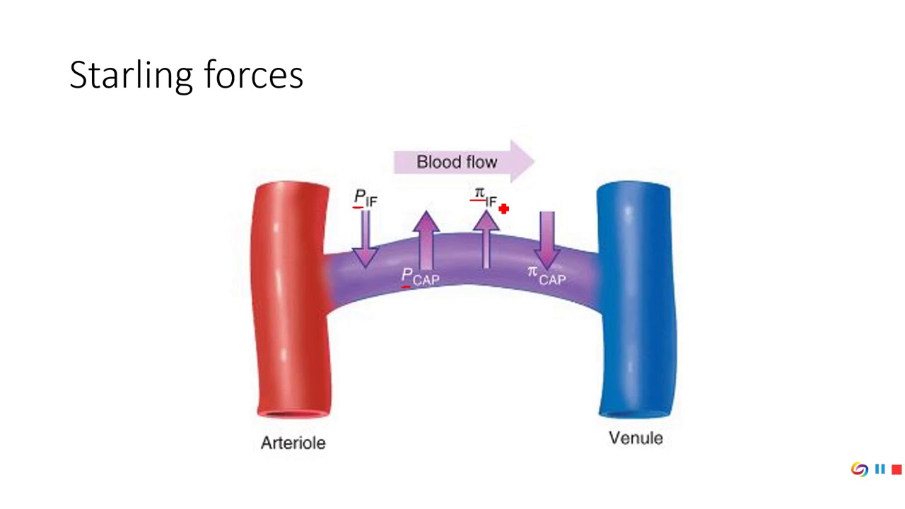 PE 220 - Lecture 6-2-1 - Capillary exchange - YouTube
