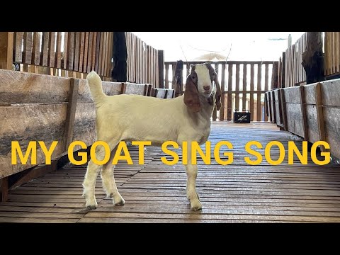 MY GOAT SING A SONG - YouTube