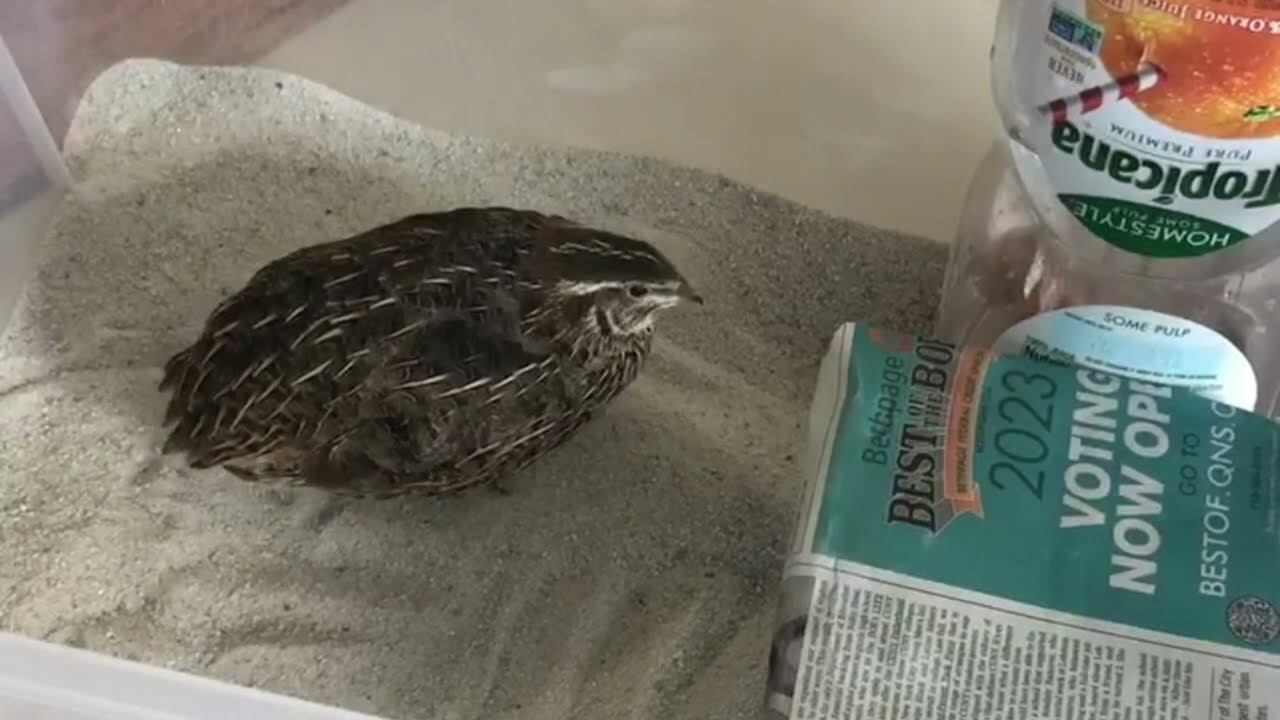 How to set up a indoor quail cage that minimize the smell - YouTube