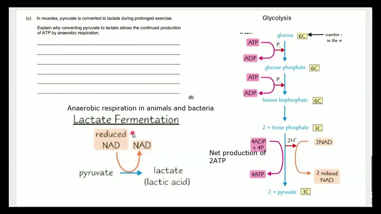 Anaerobic respiration lactate fermentation A Level Biology - YouTube
