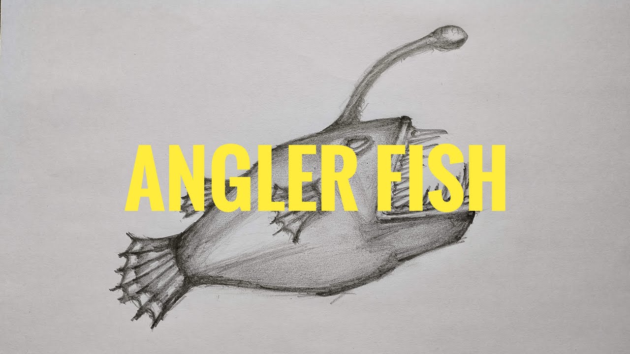 Angler Fish | Pencil Sketch #pencilsketch #fish #easysketch - YouTube