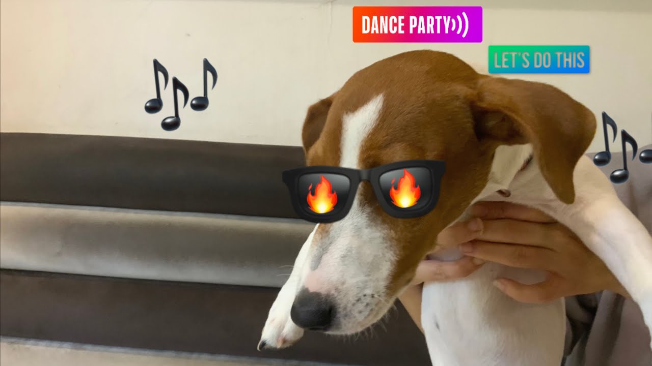 Lets dance funny DOG DANCE!!!🤣😆 - YouTube