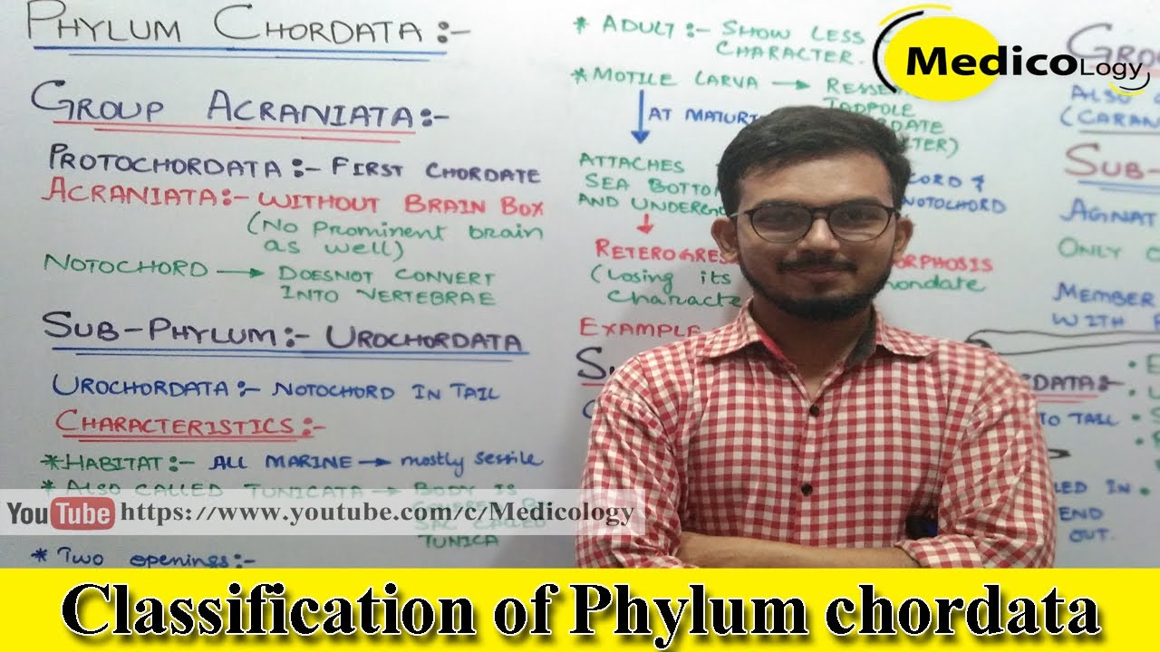 ACRANIATA (Phylum Chordata)|| Classification of Chordates || Lecture ...