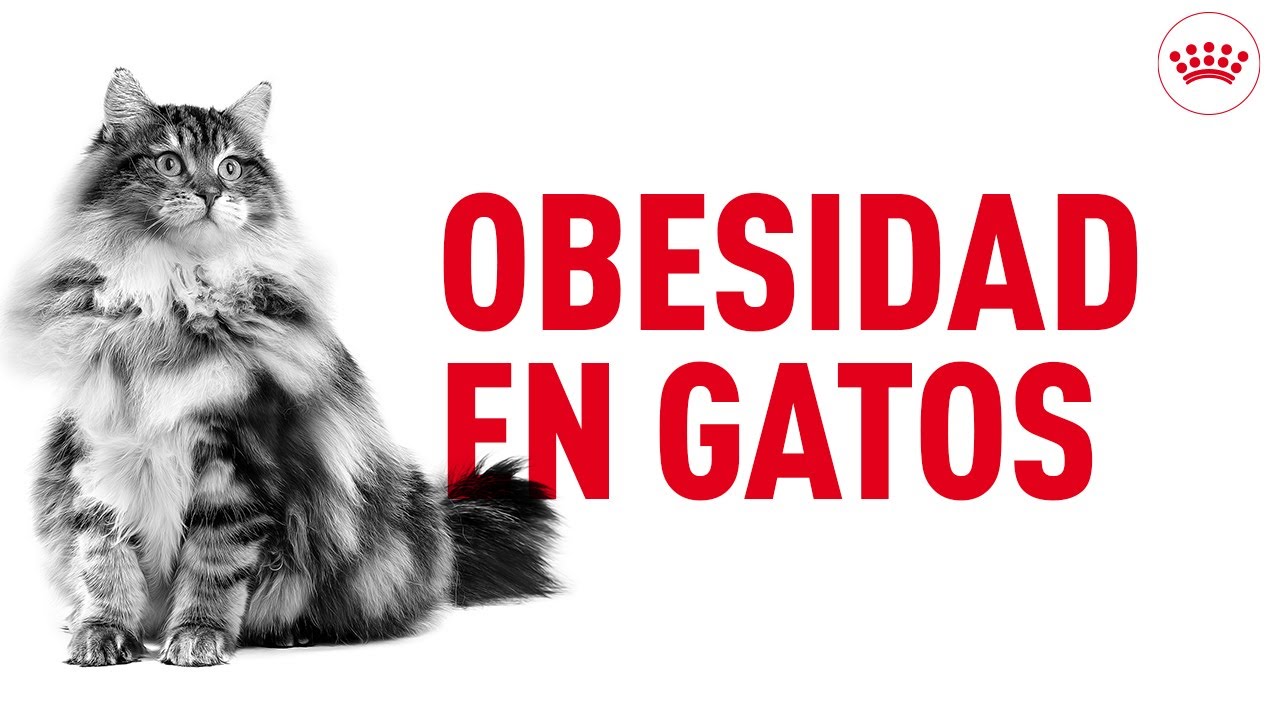Obesidad en gatos: hábitos saludables para tenerla bajo control | Royal ...