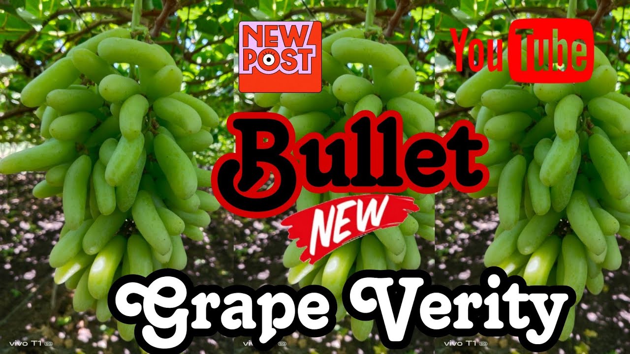Bullet Grapes New Verity - YouTube
