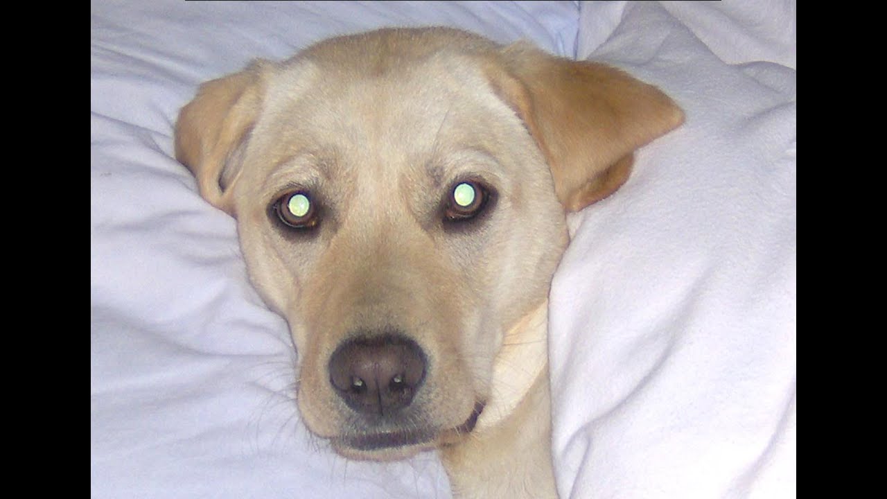 The Quantum Dog Experiment - YouTube