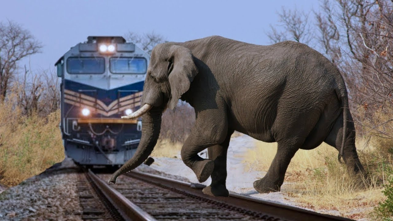 Animals vs Trains The Shocking Reality You Need to See! - YouTube
